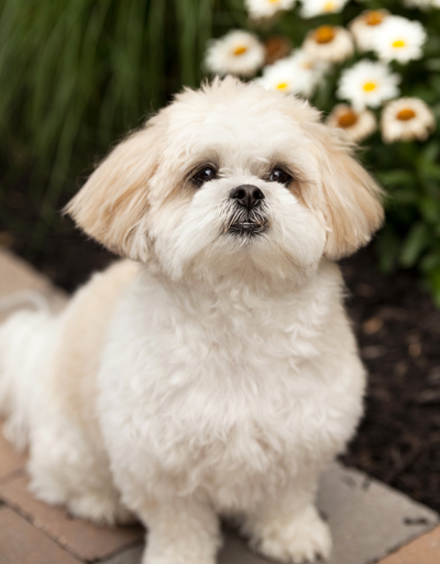 shih tzu dog sitting in North Wales pa - Wiggles n Wags Pet Services, LLC